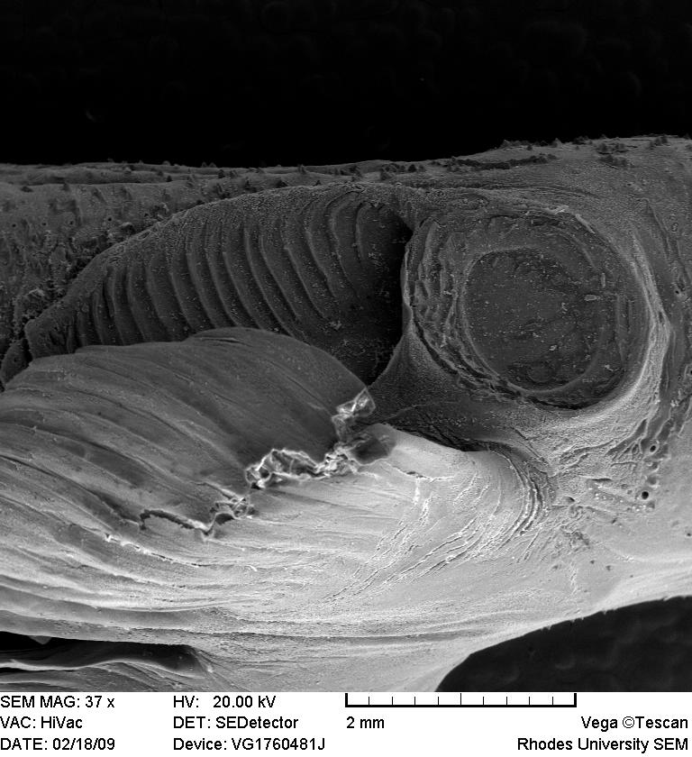 Kneria Steindachner, 1866