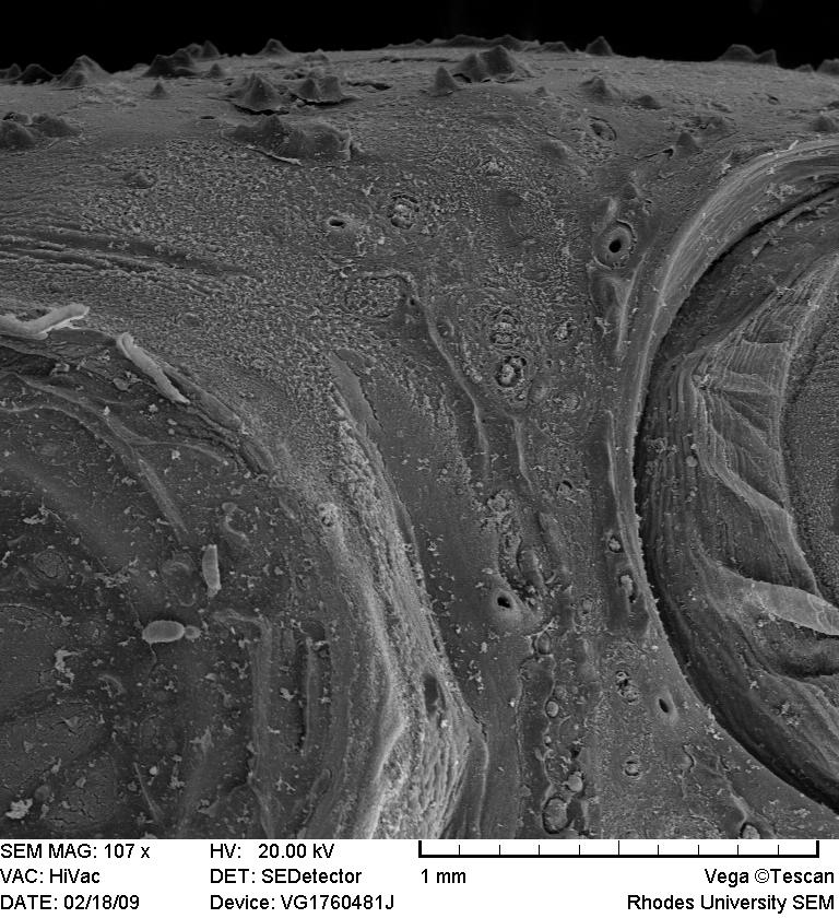 Kneria Steindachner, 1866