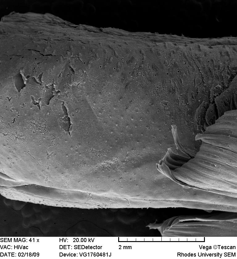 Kneria Steindachner, 1866