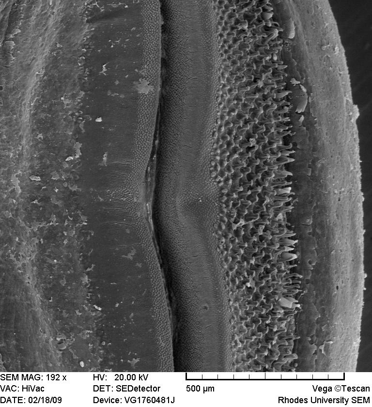 Kneria Steindachner, 1866