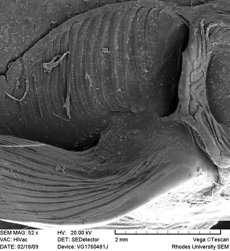 Kneria Steindachner, 1866