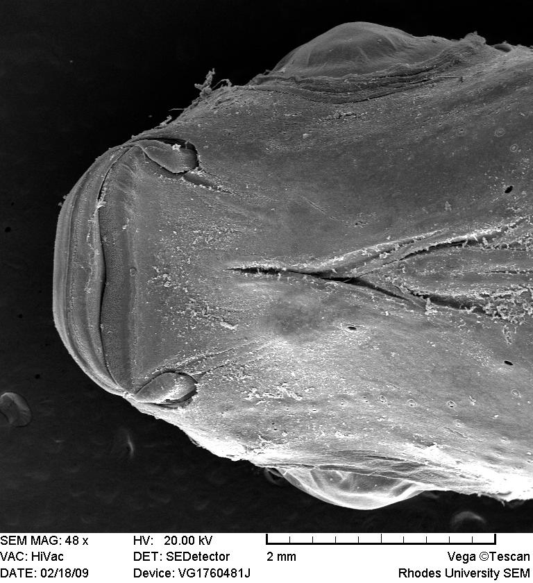 Kneria Steindachner, 1866