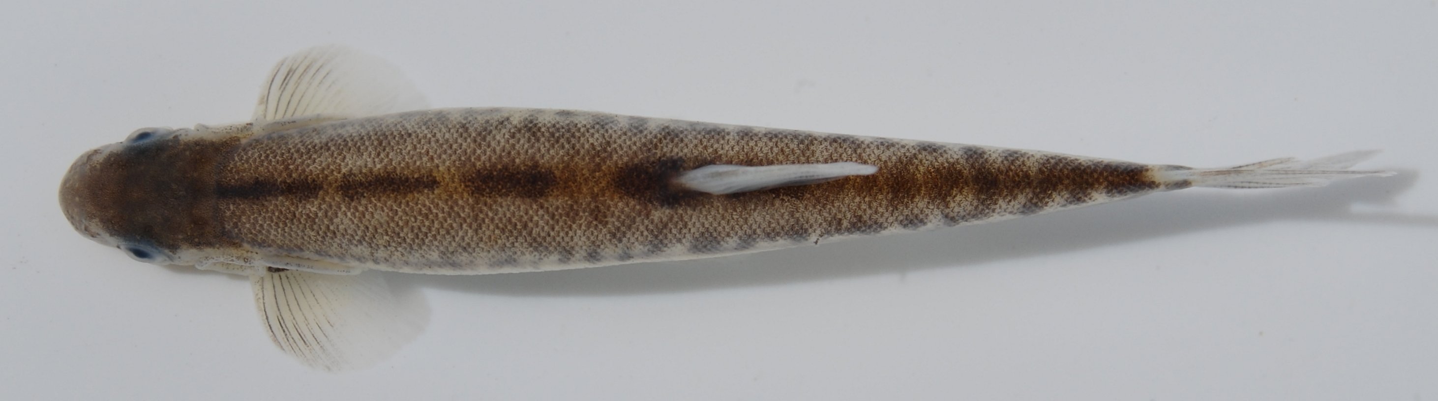 Kneria Steindachner, 1866