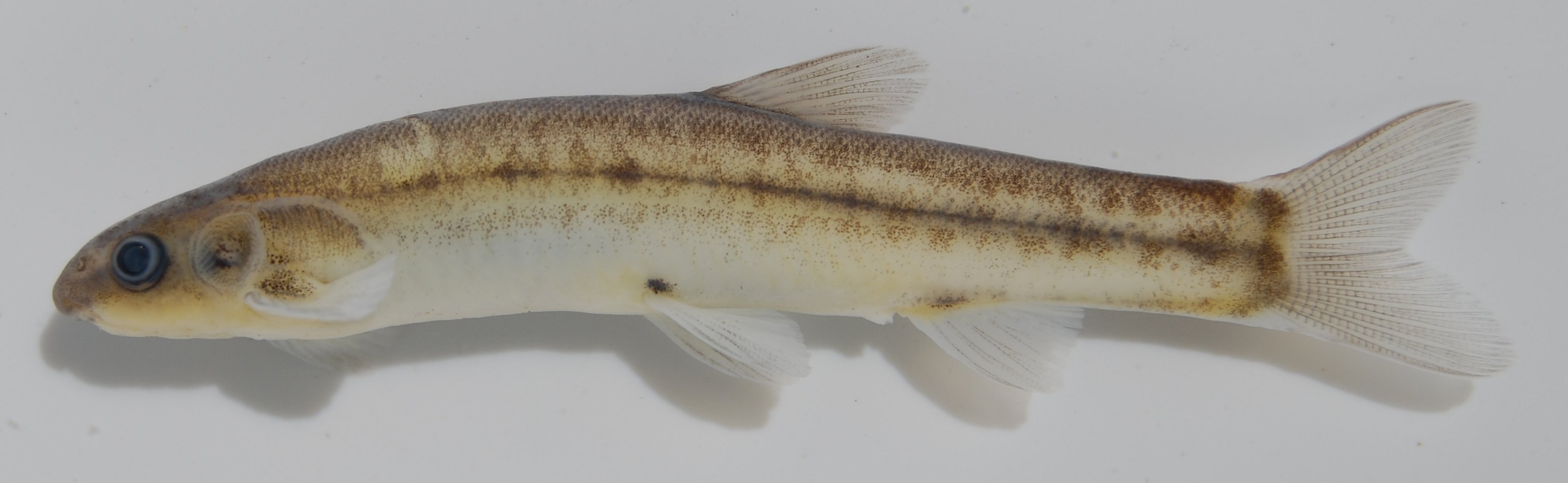 Kneria Steindachner, 1866