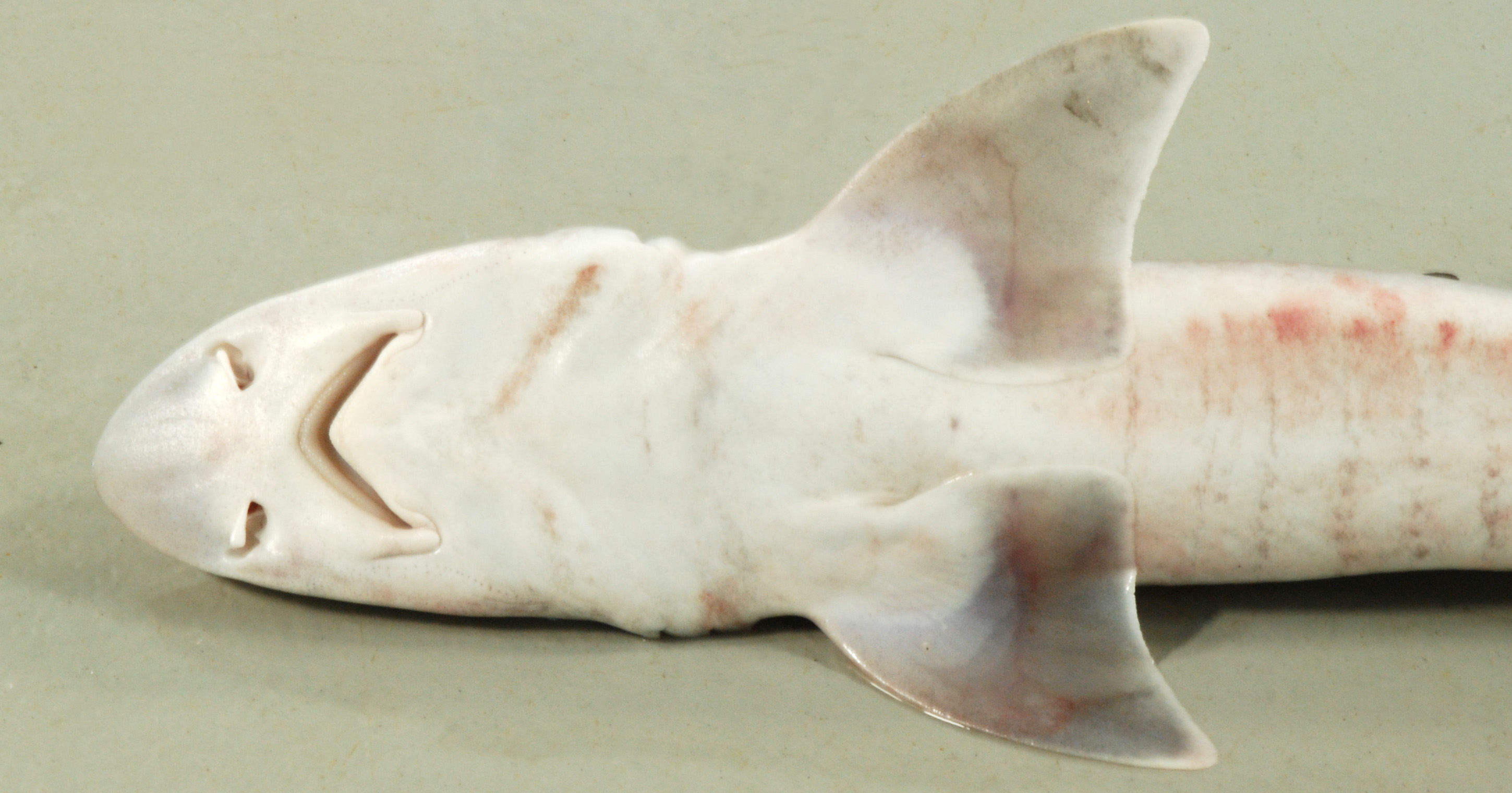 Mustelus manazo Bleeker, 1855