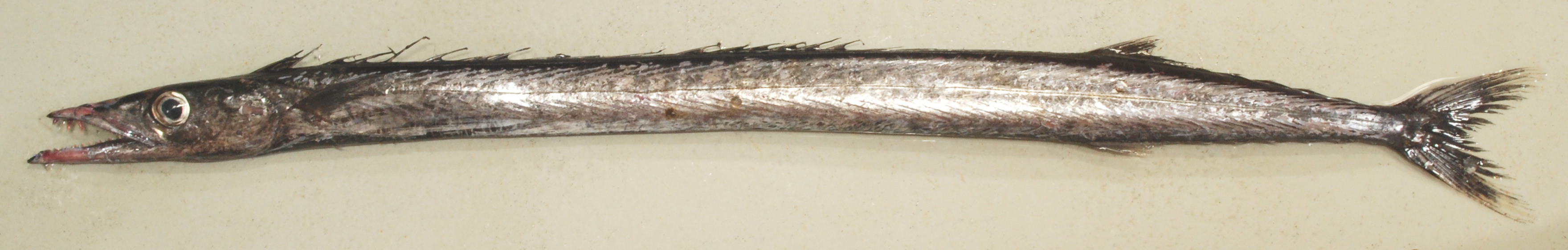 Gempylus Cuvier, 1829