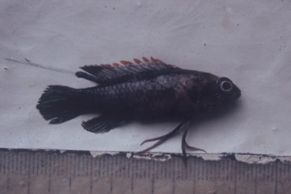 Plesiops coeruleolineatus Rüppell, 1835