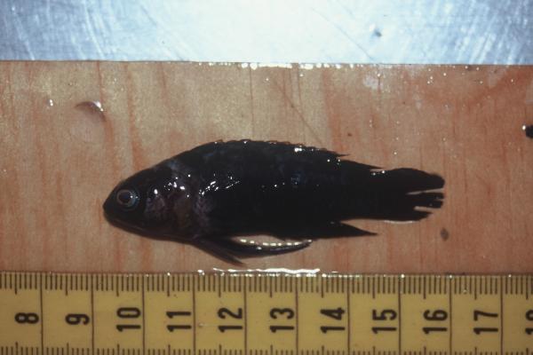 Plesiops coeruleolineatus Rüppell, 1835