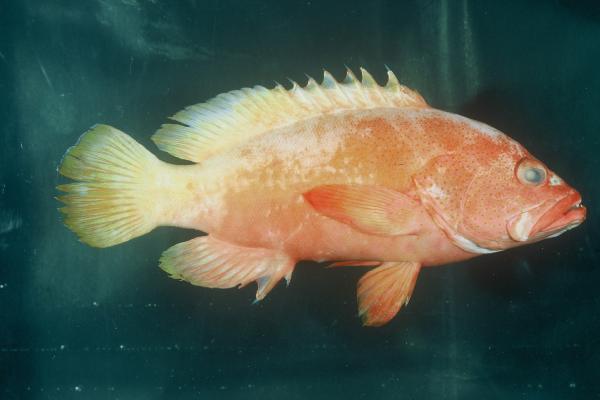 Cephalopholis aurantia (Valenciennes, 1828)