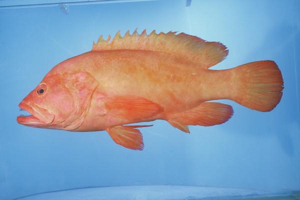 Cephalopholis aurantia (Valenciennes, 1828)