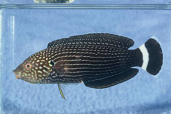 Anampses lineatus Randall, 1972