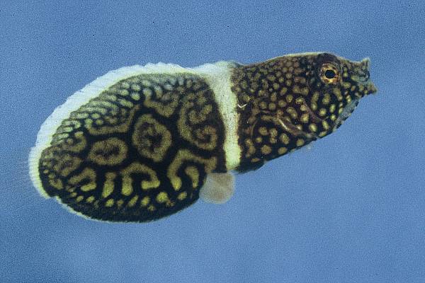 Anampses lineatus Randall, 1972