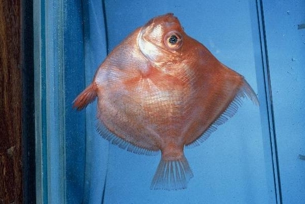 Antigonia capros Lowe, 1843