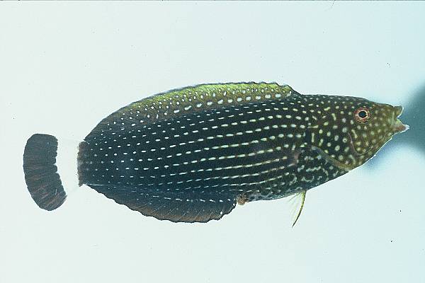Anampses lineatus Randall, 1972