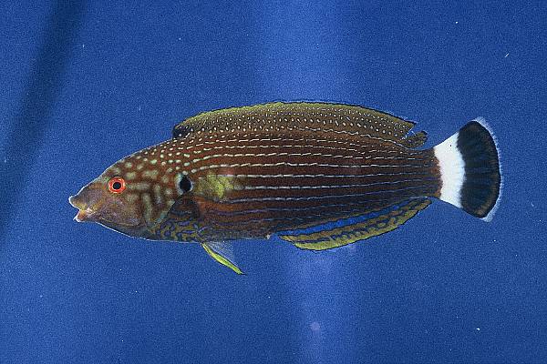 Anampses lineatus Randall, 1972