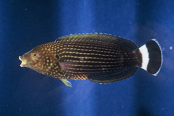 Anampses lineatus Randall, 1972