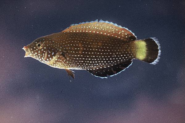 Anampses lineatus Randall, 1972