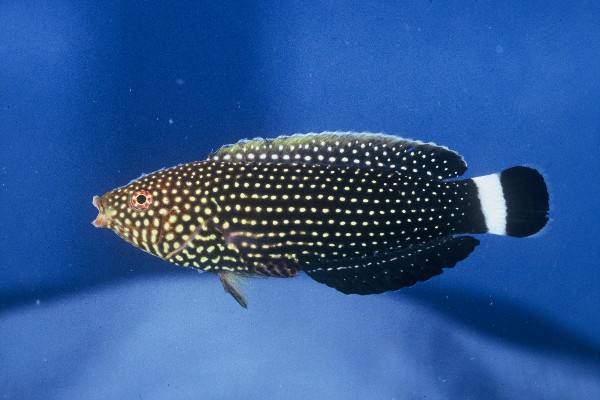 Anampses lineatus Randall, 1972