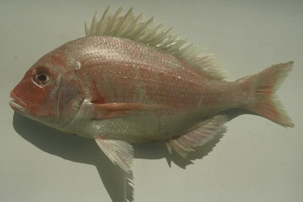 Polysteganus coeruleopunctatus (Klunzinger, 1870)