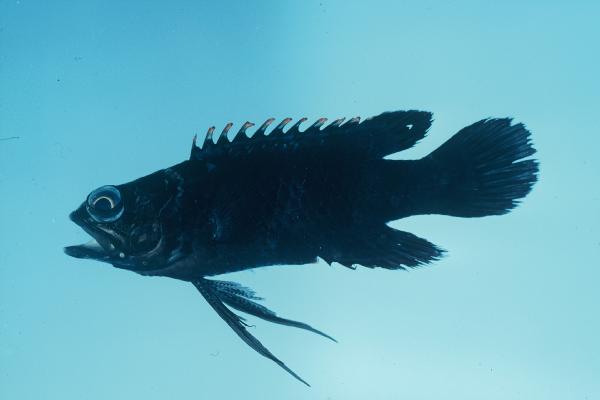 Plesiops coeruleolineatus Rüppell, 1835