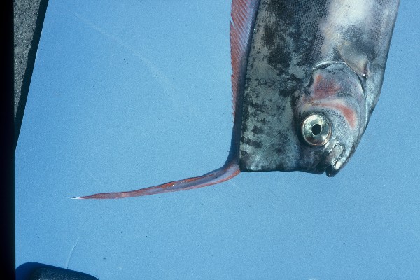 Lophotus lacepede Giorna, 1809