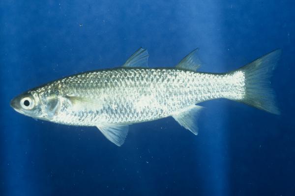 Chelon dumerili (Steindachner, 1870)