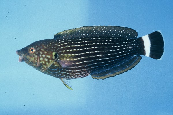 Anampses lineatus Randall, 1972