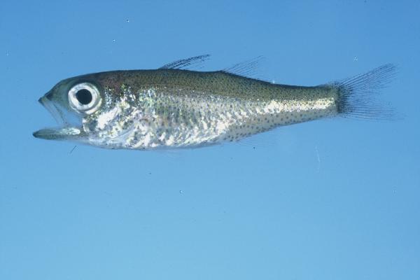 Scombrops boops (Houttuyn, 1782)