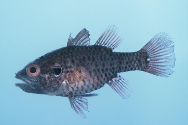Fowleria variegata (Valenciennes, 1832)