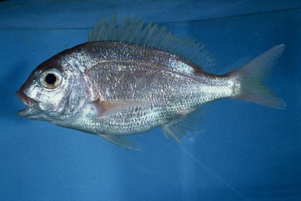 Polysteganus coeruleopunctatus (Klunzinger, 1870)