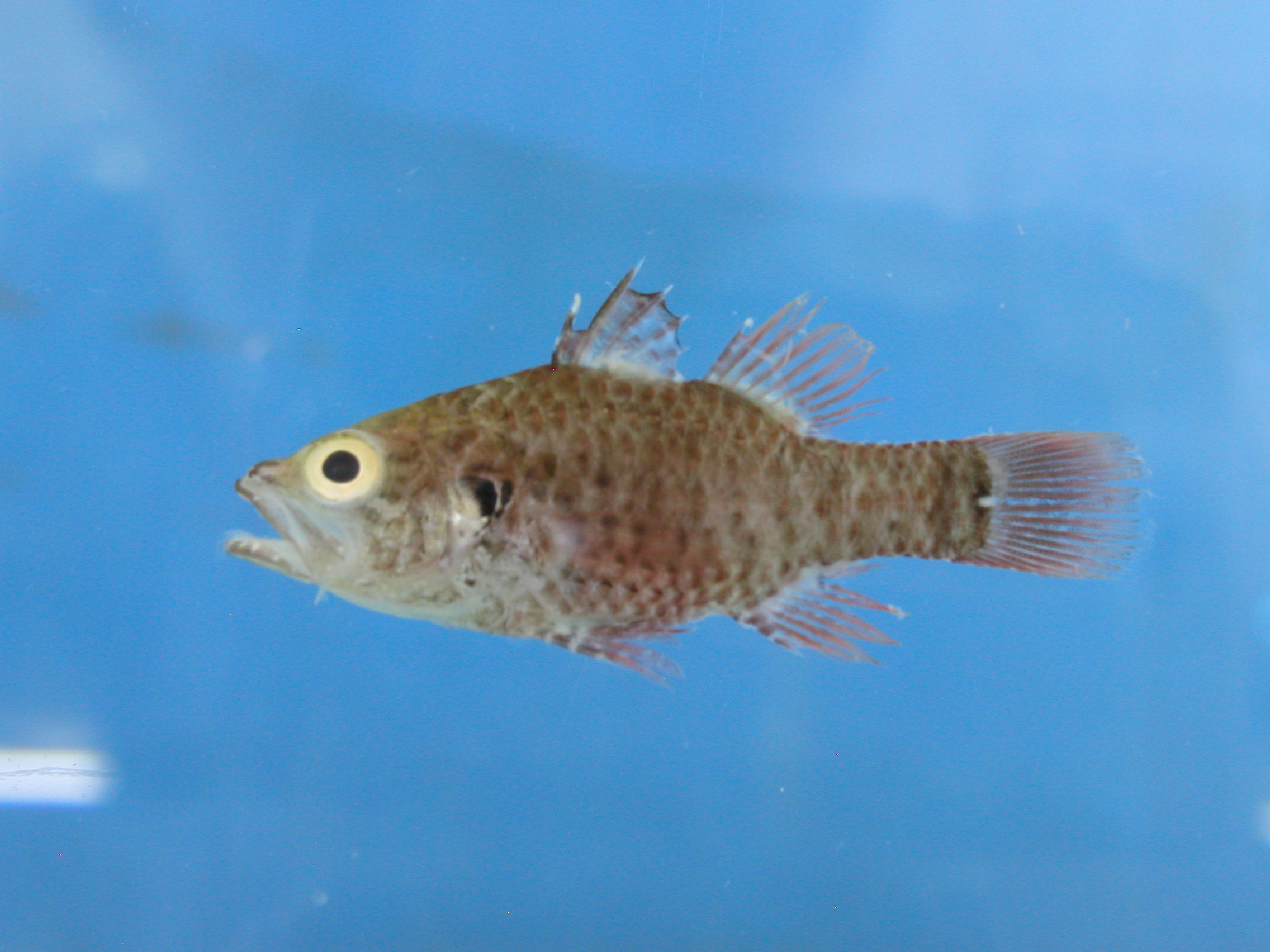 Fowleria variegata (Valenciennes, 1832)