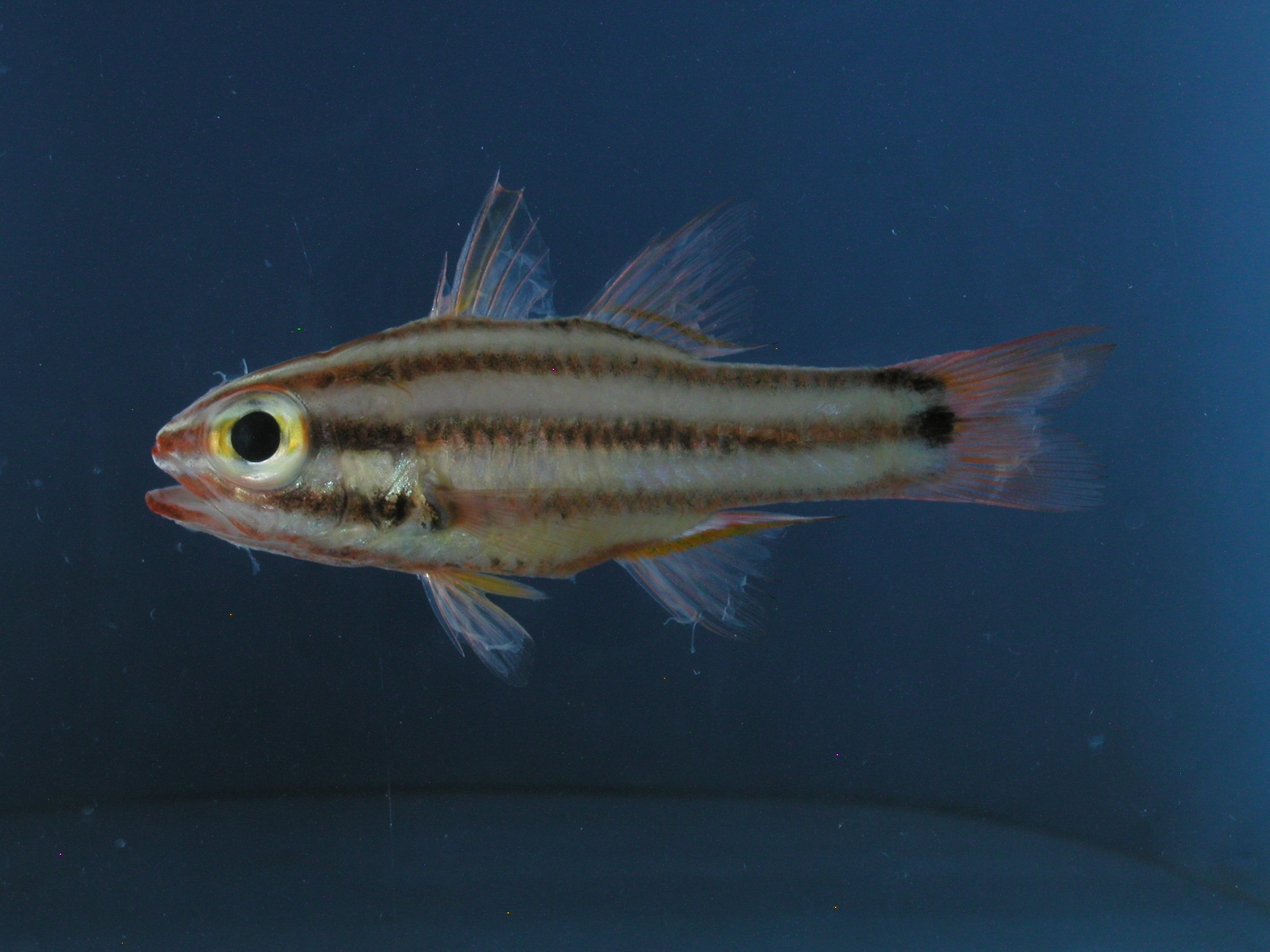 Apogon angustatus (Smith & Radcliffe, 1911)