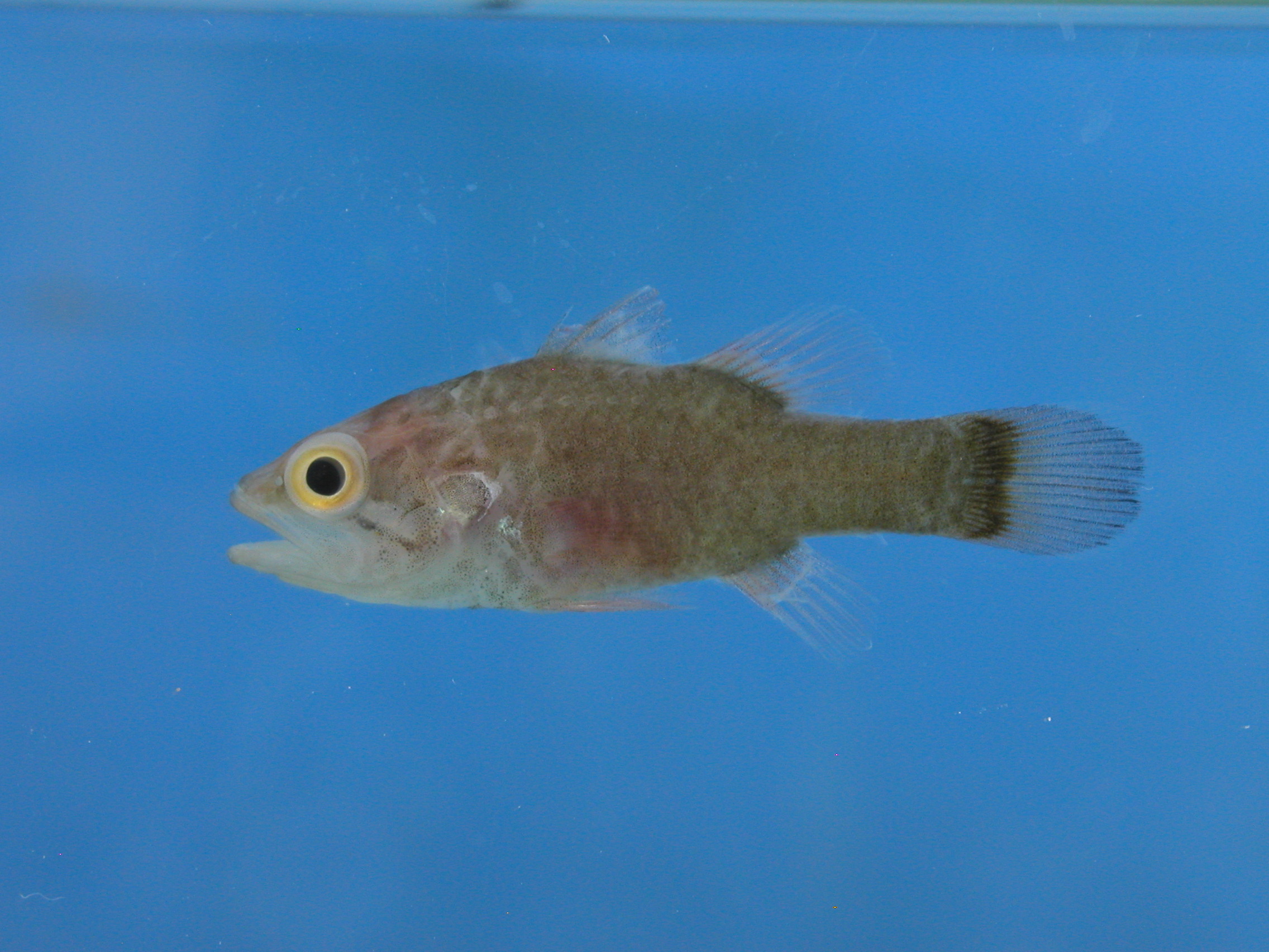 Fowleria variegata (Valenciennes, 1832)