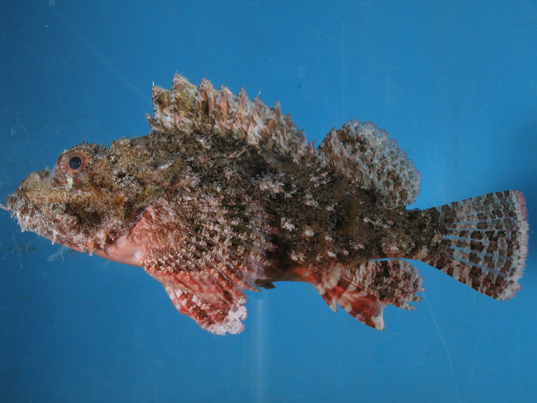 Scorpaenopsis possi Randall & Eschmeyer, 2001