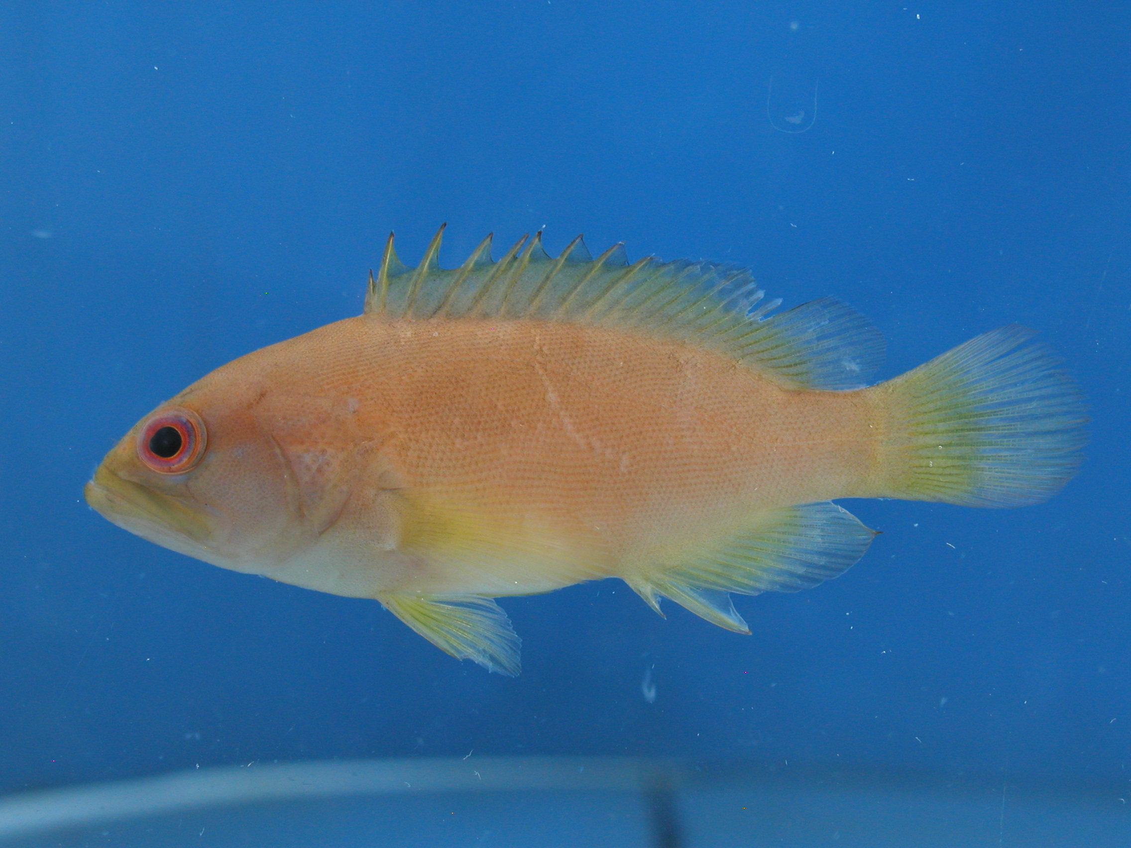 Cephalopholis aurantia (Valenciennes, 1828)