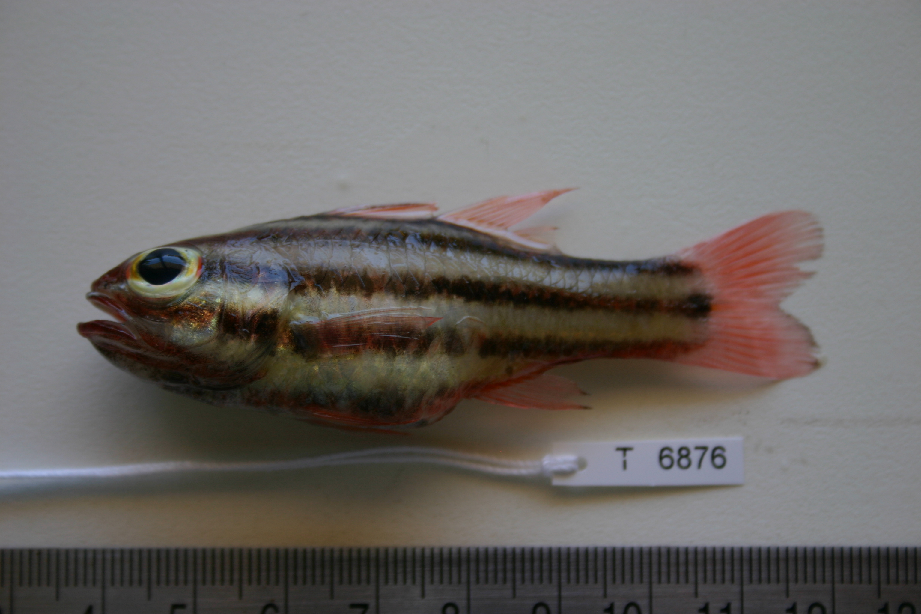 Apogon angustatus (Smith & Radcliffe, 1911)
