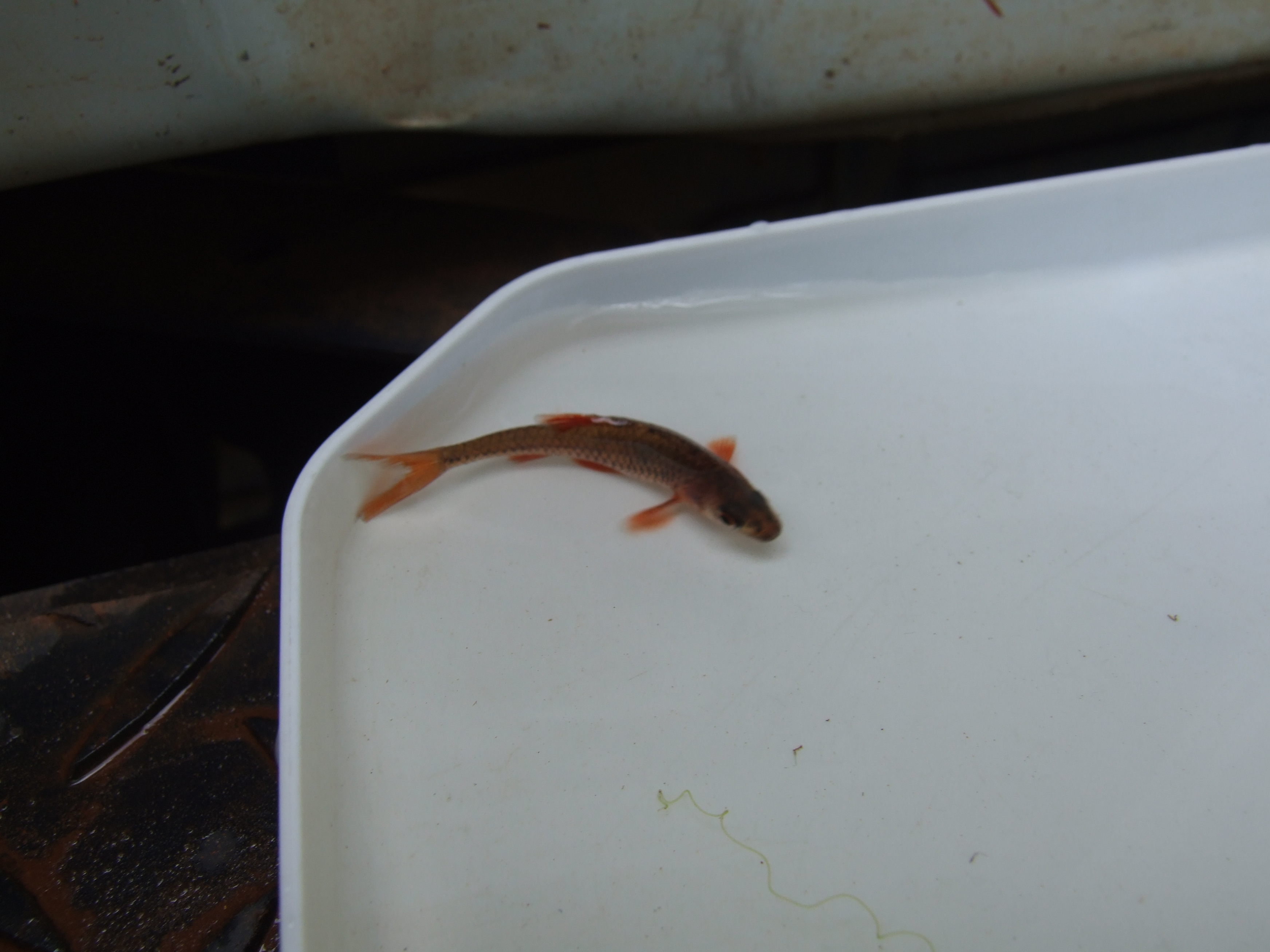 Clypeobarbus Fowler, 1936