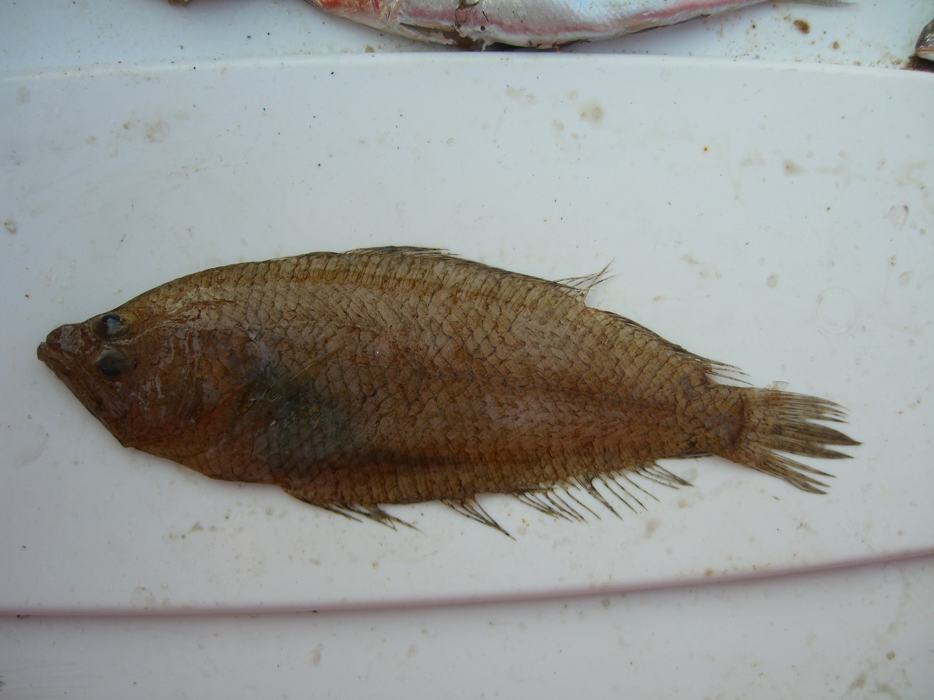 Citharus linguatula (Linnaeus, 1758)