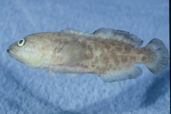 Aporops bilinearis Schultz, 1943