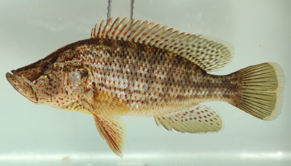 Serranochromis angusticeps (Boulenger, 1907)