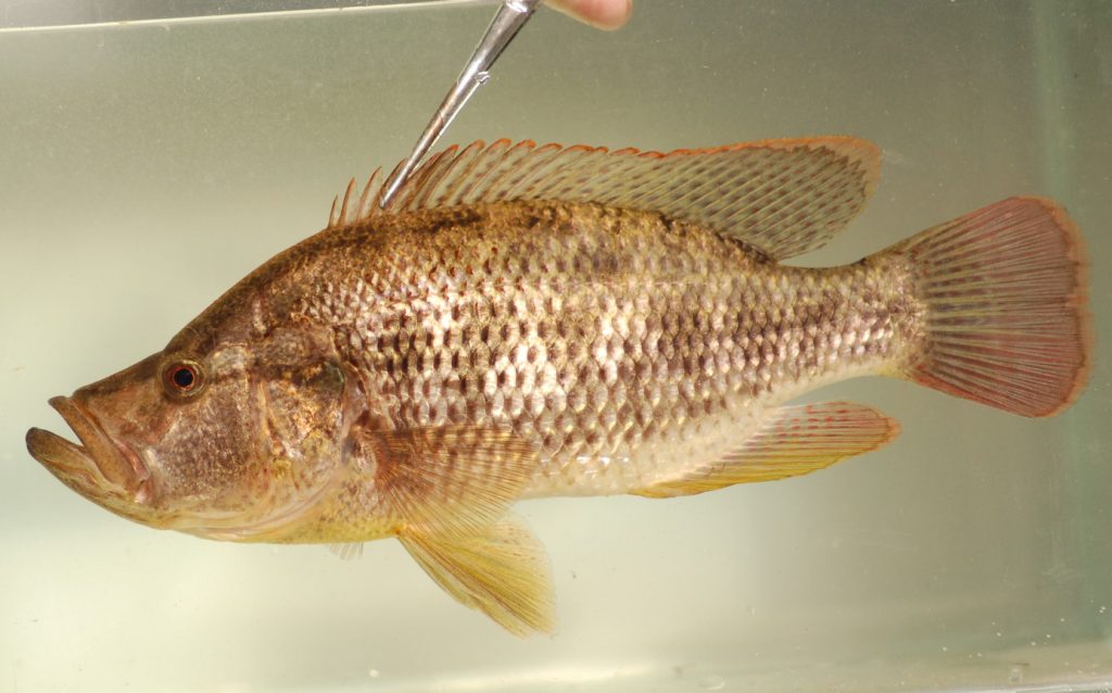 Serranochromis angusticeps (Boulenger, 1907)
