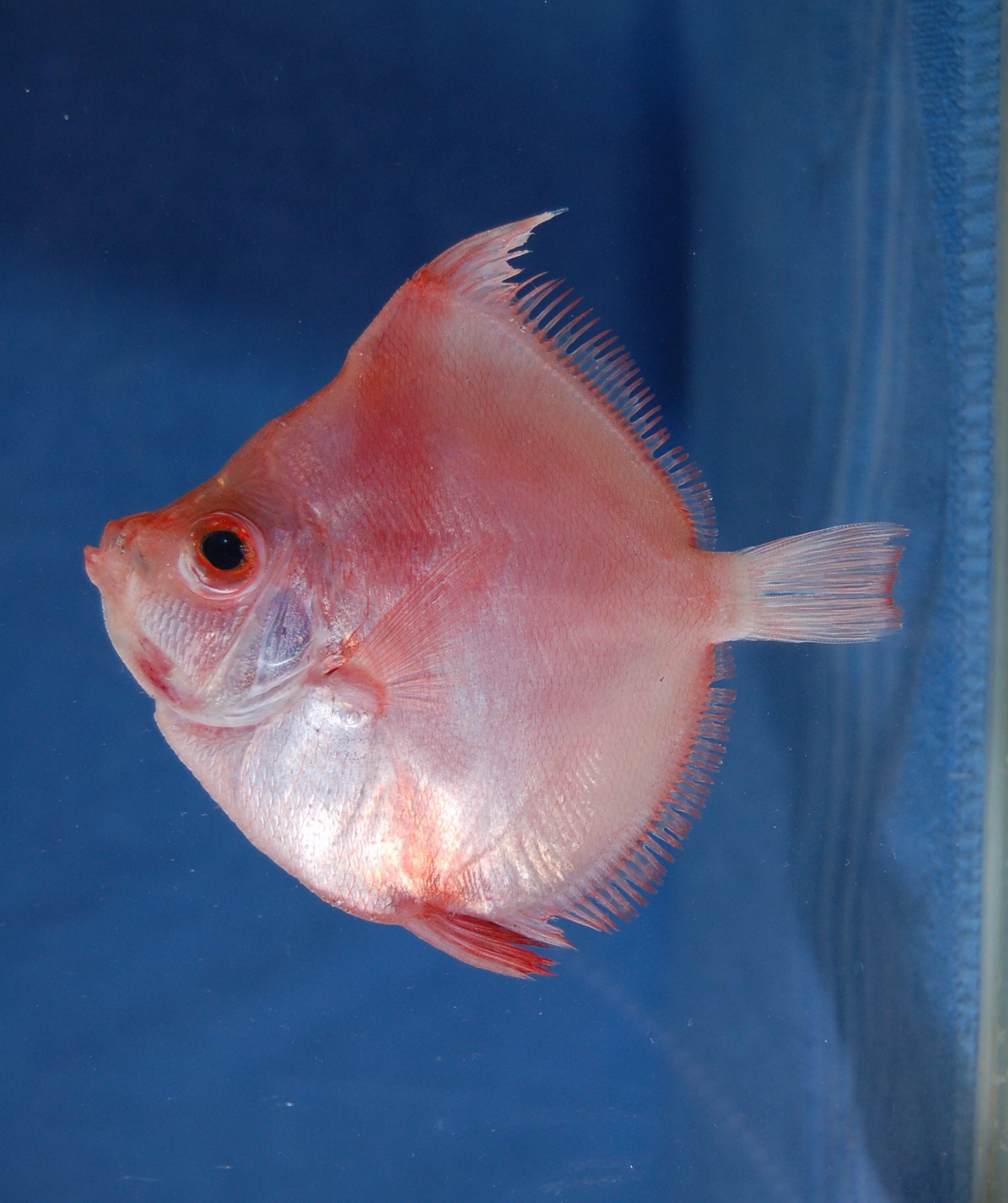 Antigonia capros Lowe, 1843