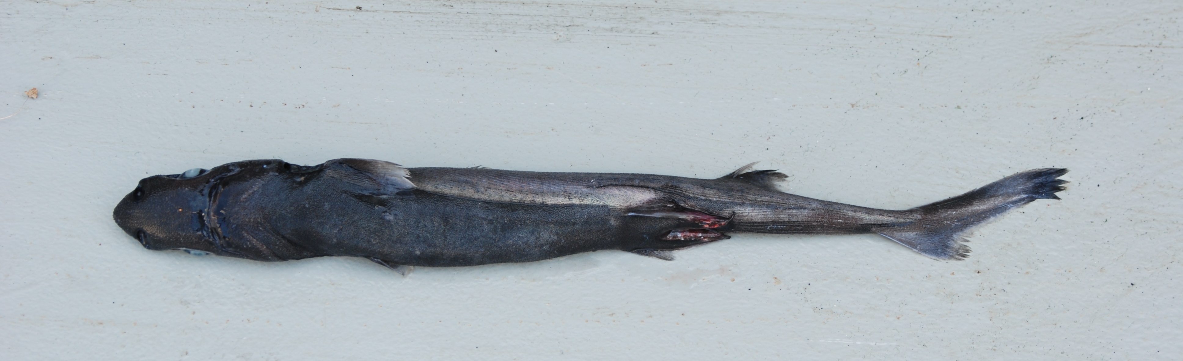 Etmopterus sculptus Ebert, Compagno & De Vries, 2011