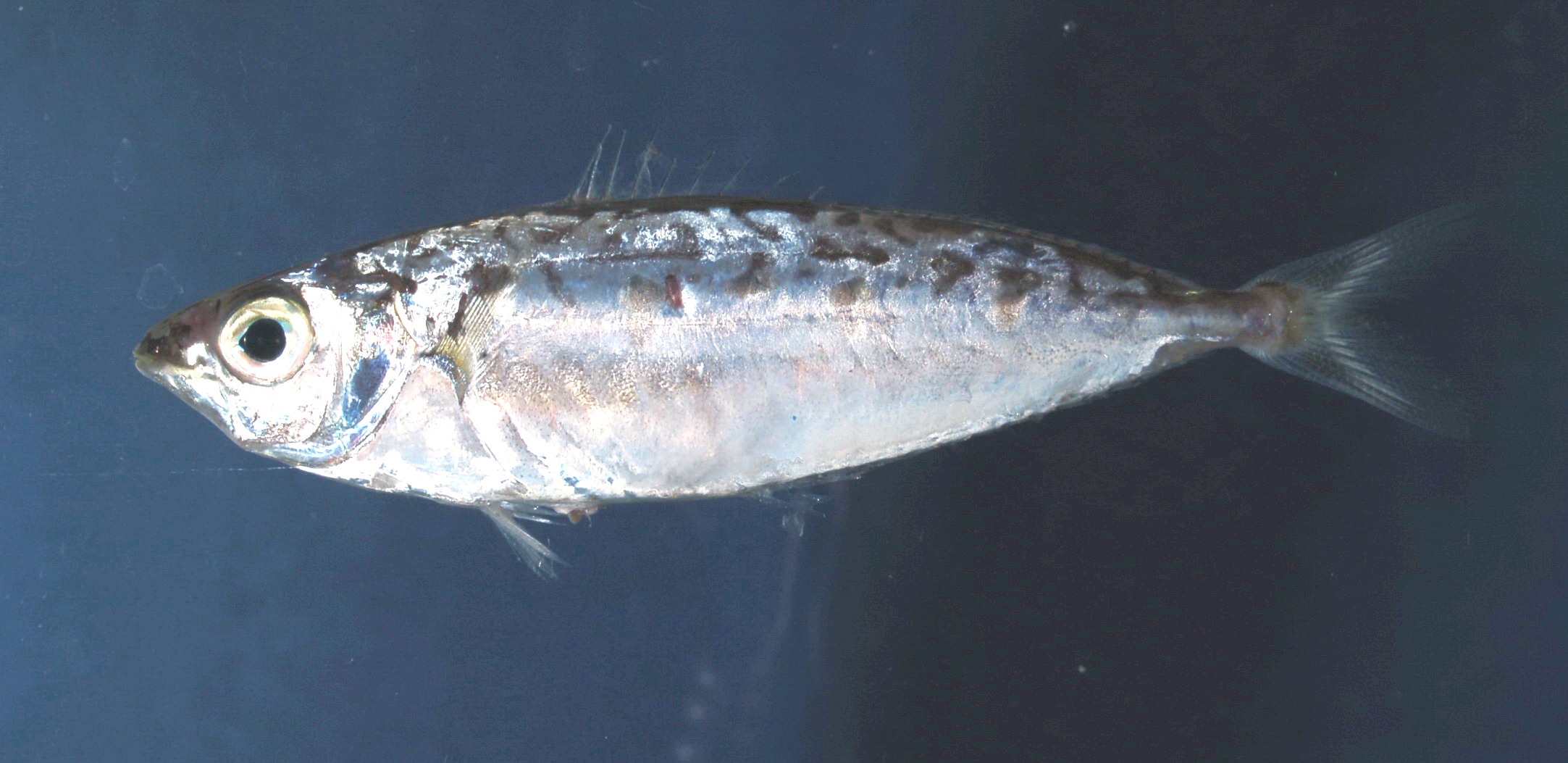 Equulites elongatus (Günther, 1874)