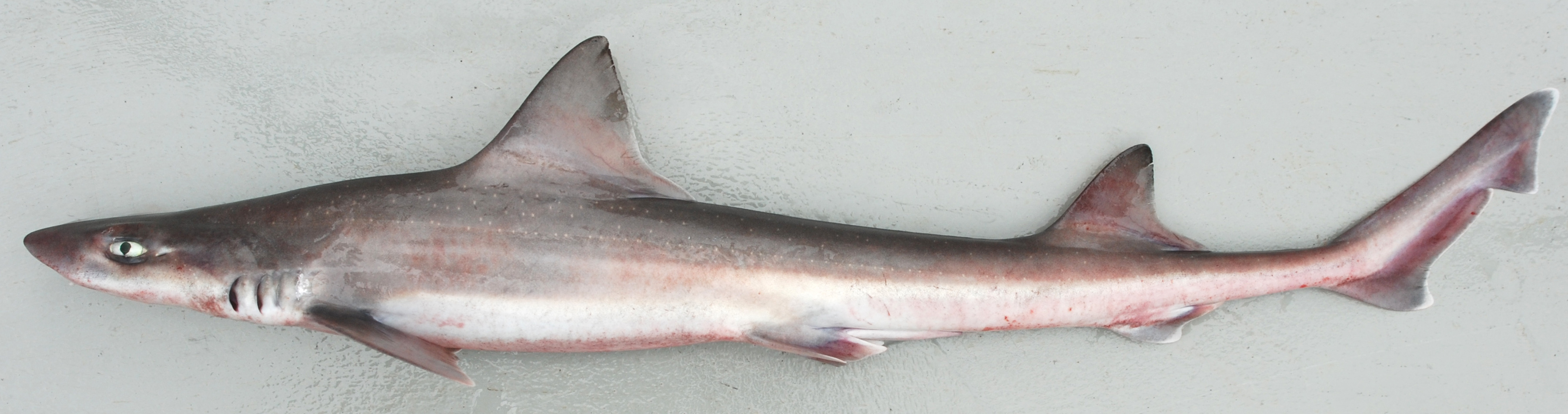 Mustelus manazo Bleeker, 1855