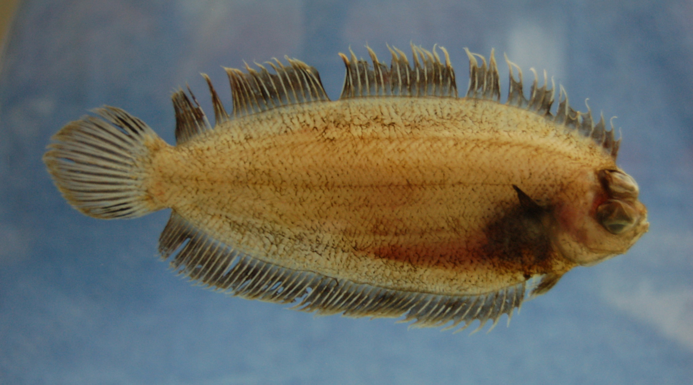 Poecilopsetta natalensis Norman, 1931