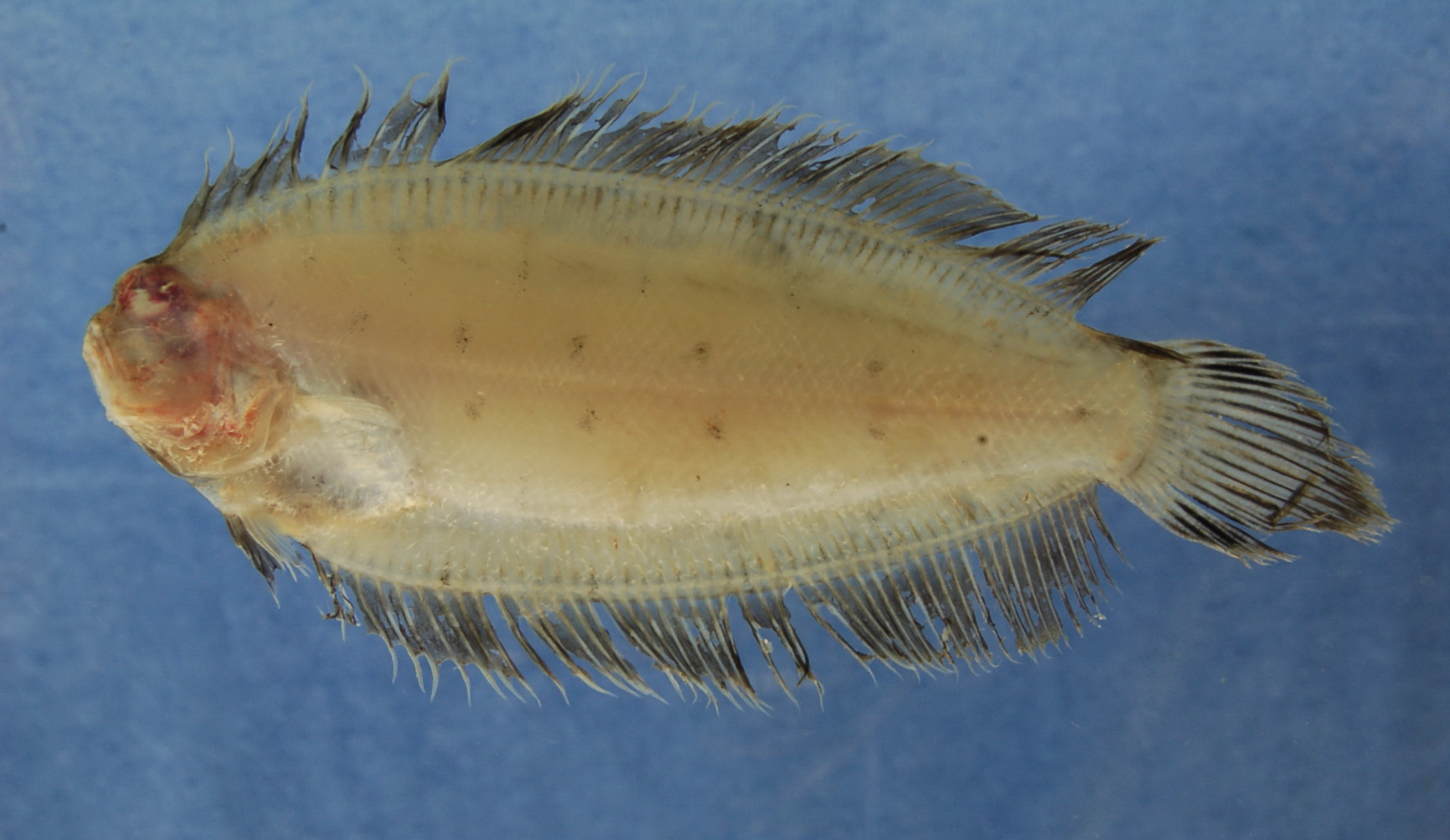 Poecilopsetta natalensis Norman, 1931