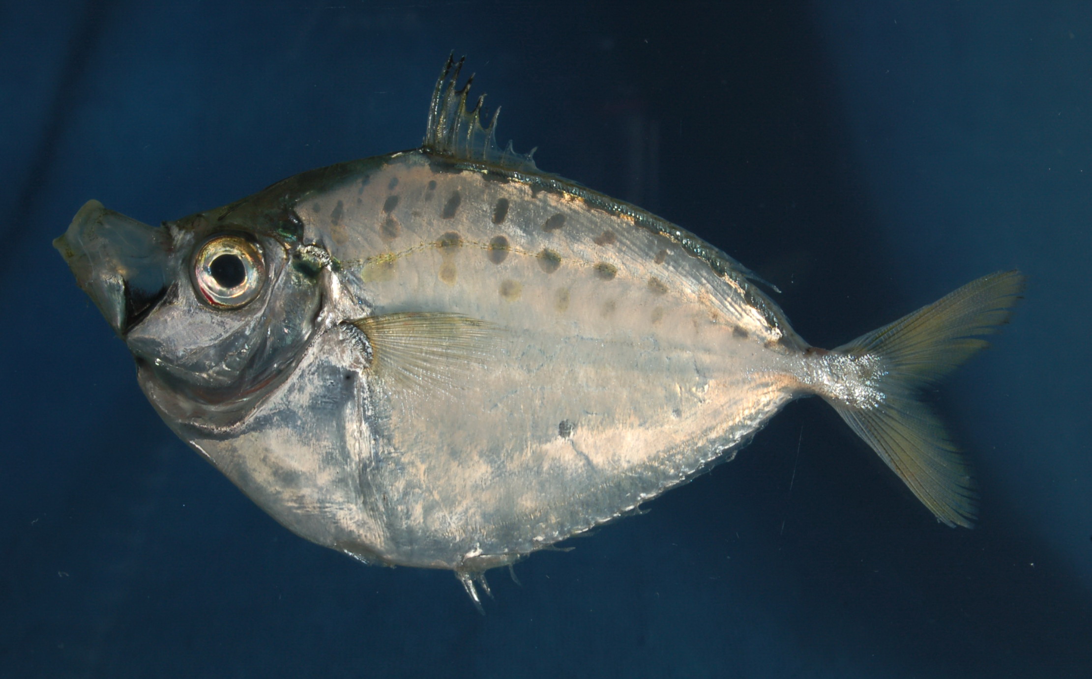 Secutor insidiator (Bloch, 1787)