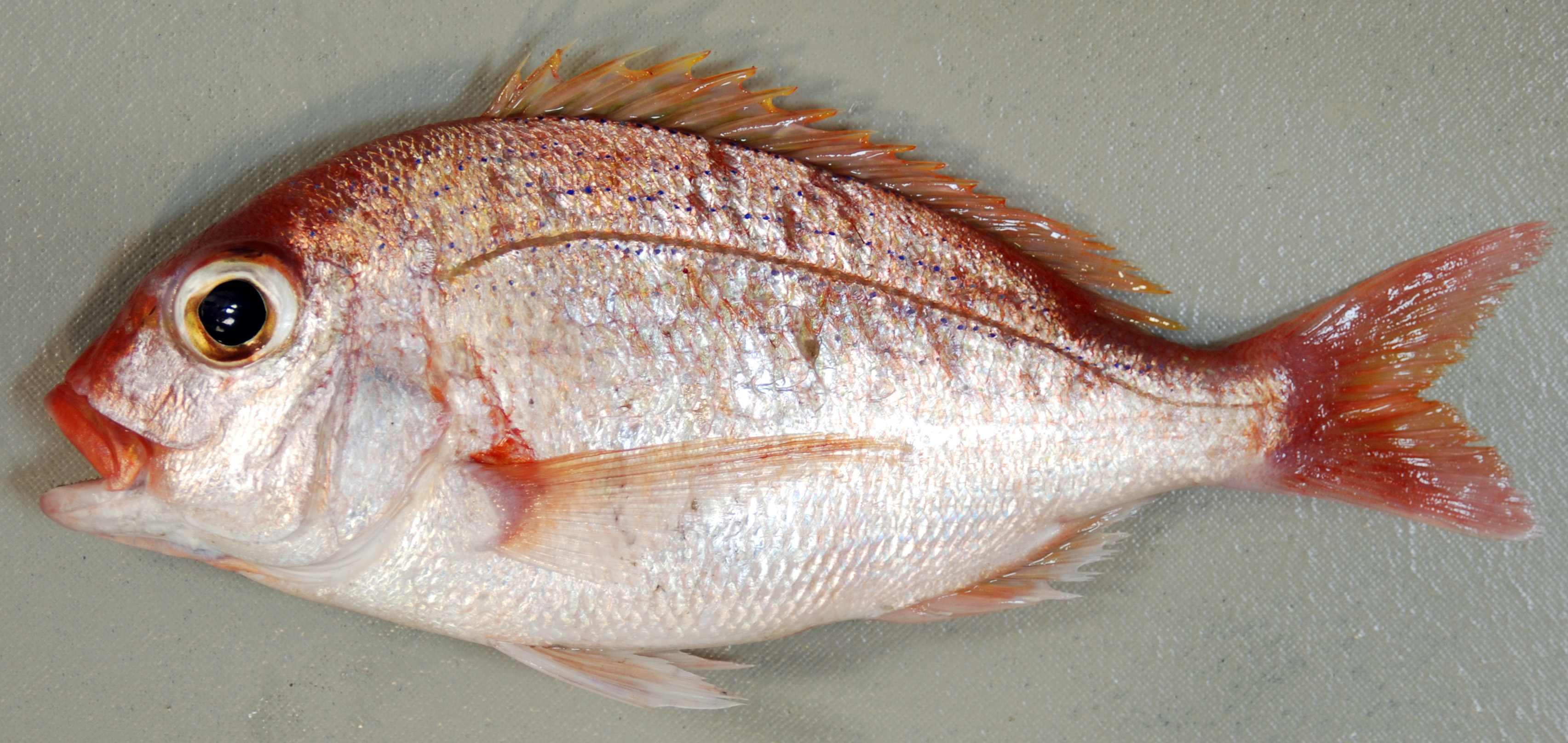 Polysteganus coeruleopunctatus (Klunzinger, 1870)