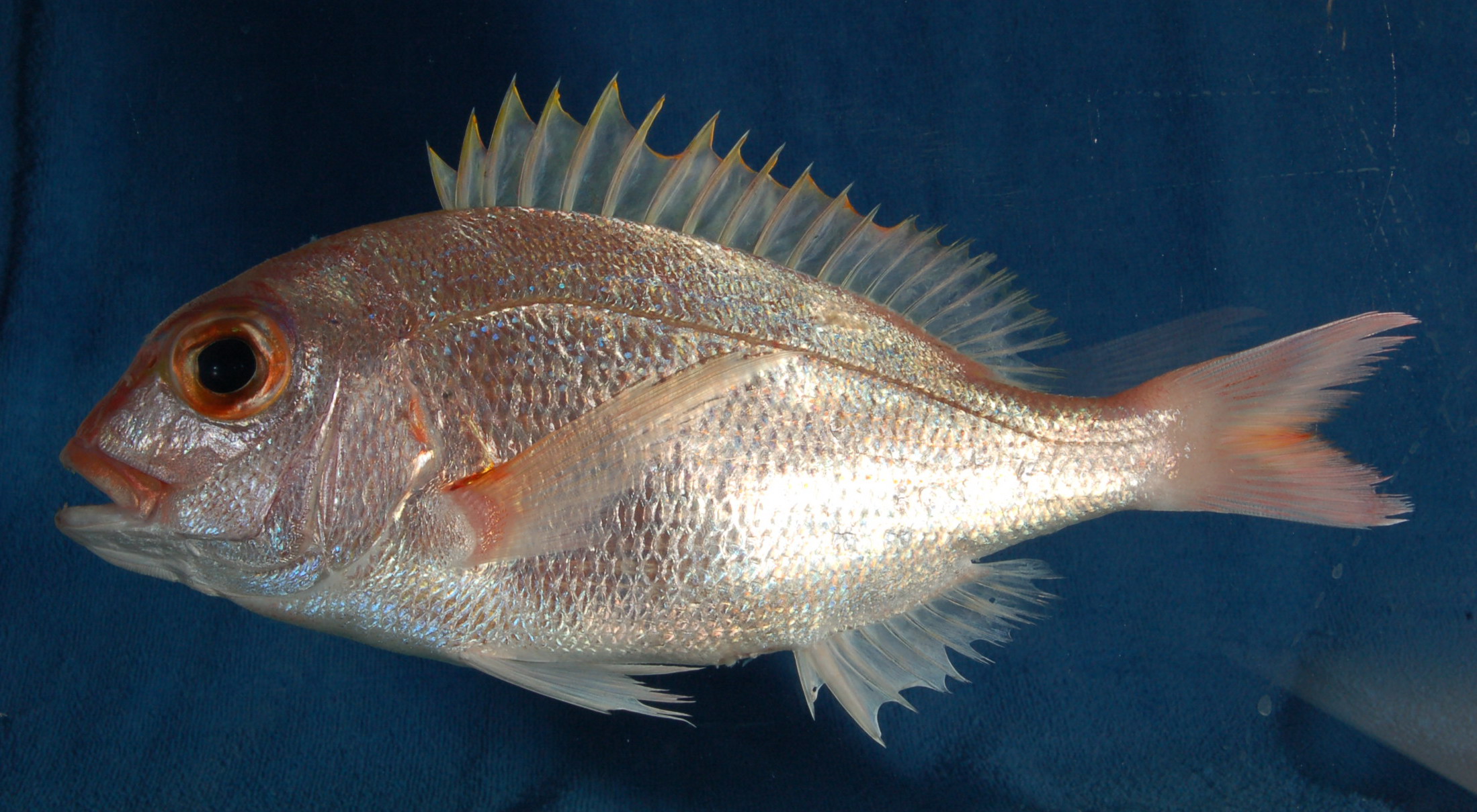 Polysteganus coeruleopunctatus (Klunzinger, 1870)